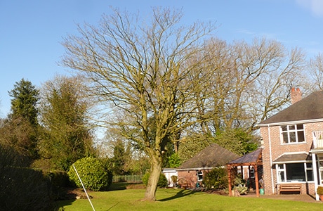 Tree Protection Plan - ProHort Ltd