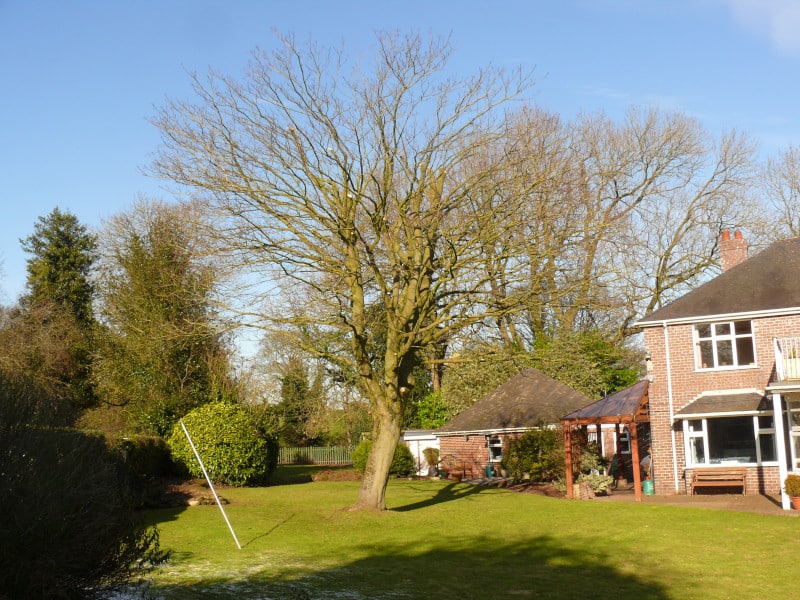 Tree Protection Plan - ProHort Ltd