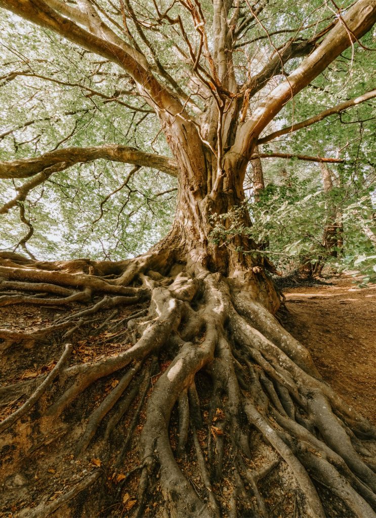 Root Protection Areas - ProHort Ltd